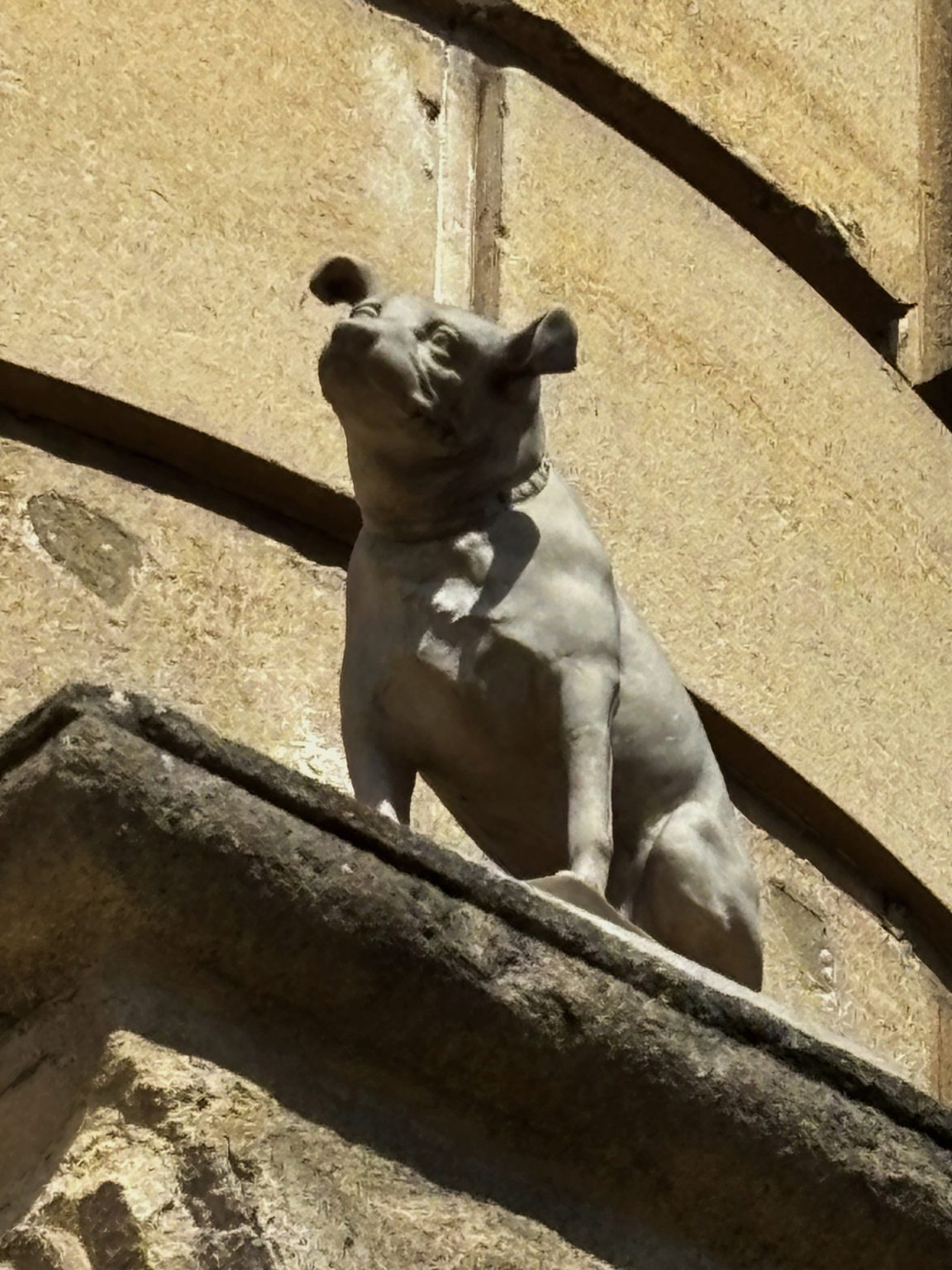 HMV Nipper Logo Was Real Dog From Bristol - Backstage Bristol Theatre News